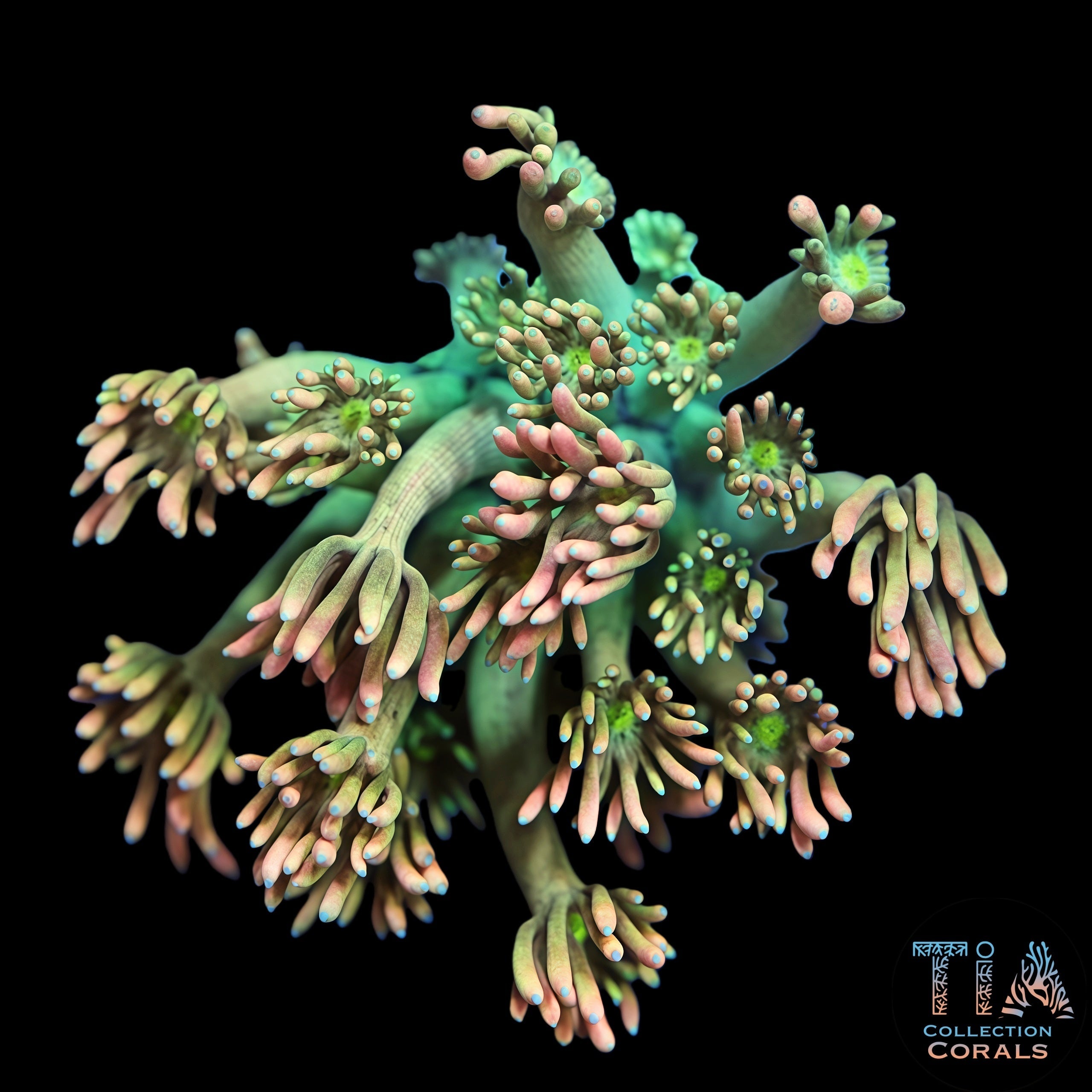 Goniopora & Alveopora Corals for Sale | Colorful Aquacultured Frags ...