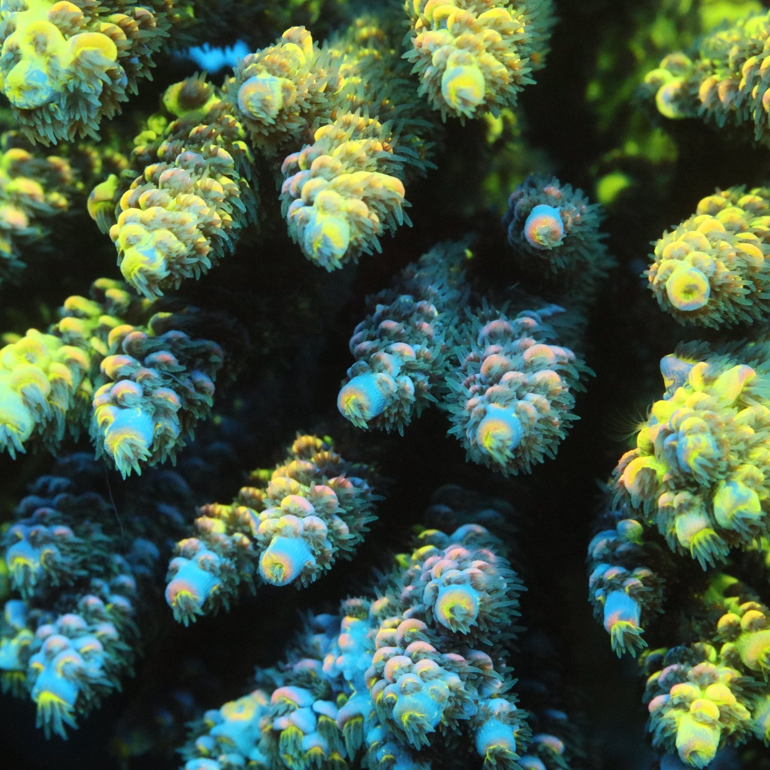 Mother Colonies for Sale – Large Corals – TIA Corals