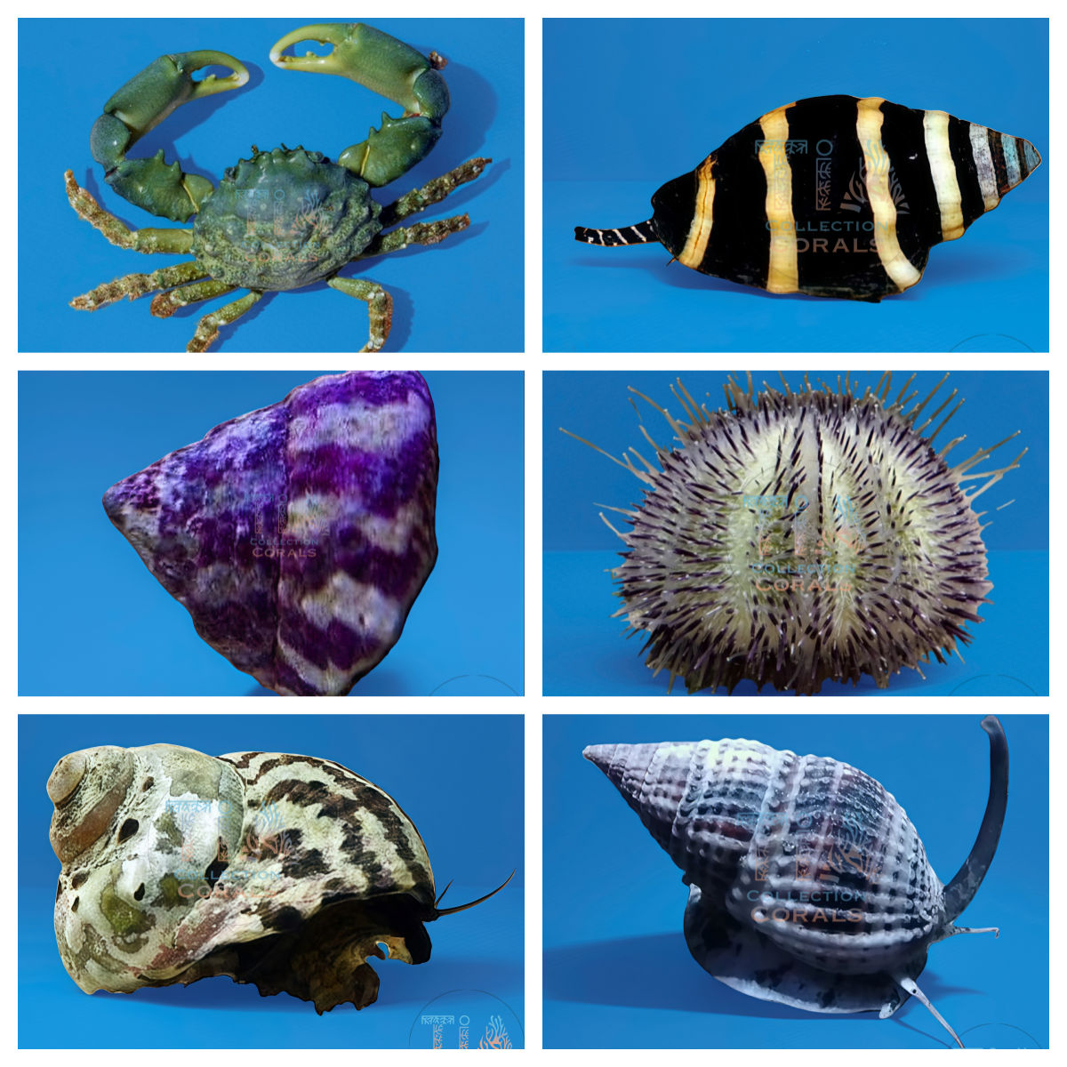 Inverts – TIA Corals