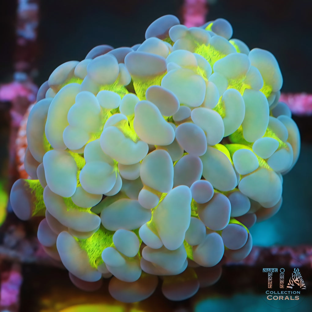 Stock Coral Frags – Budget-Friendly Corals – TIA Corals