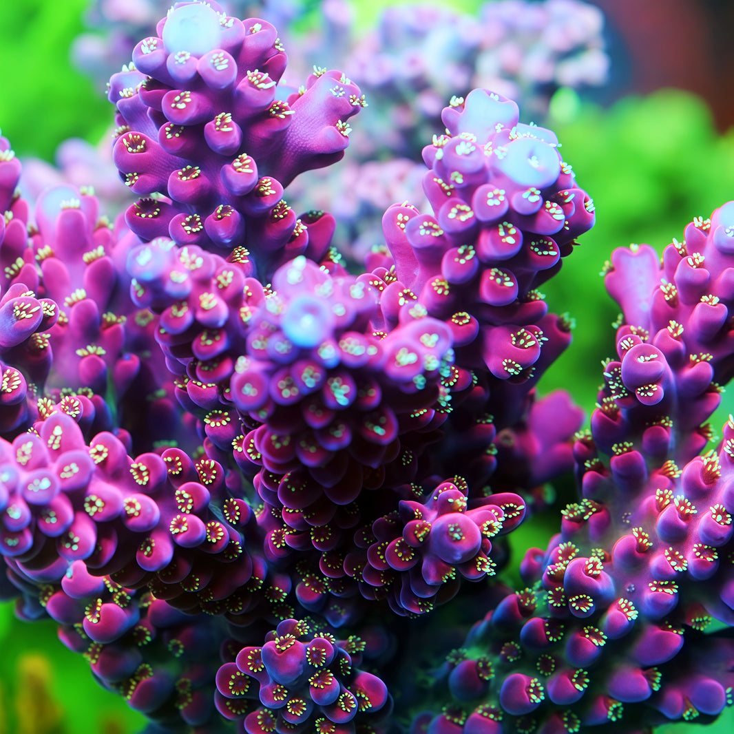 Mother Colonies for Sale – Large Corals – Page 4 – TIA Corals