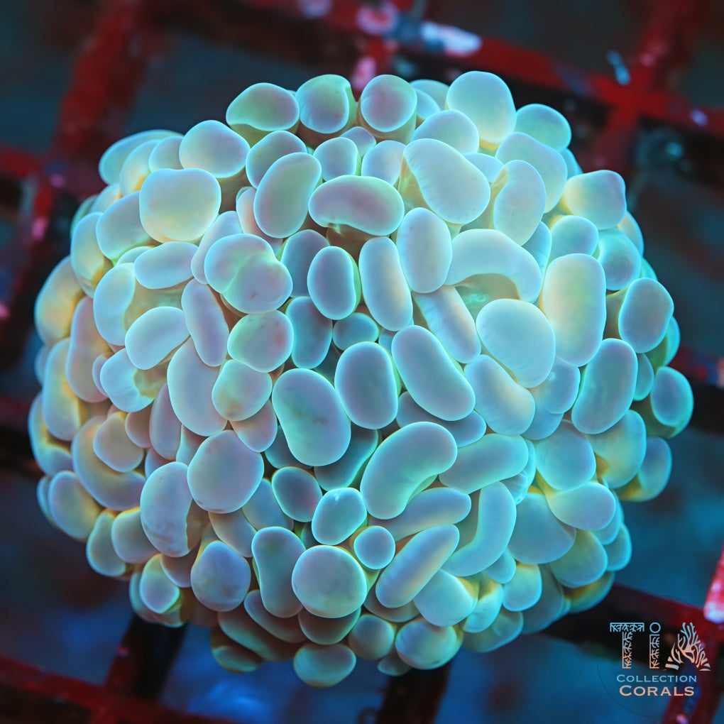 Electric Blue Hammer LPS Euphyllia Coral | Tia Coral – TIA Corals