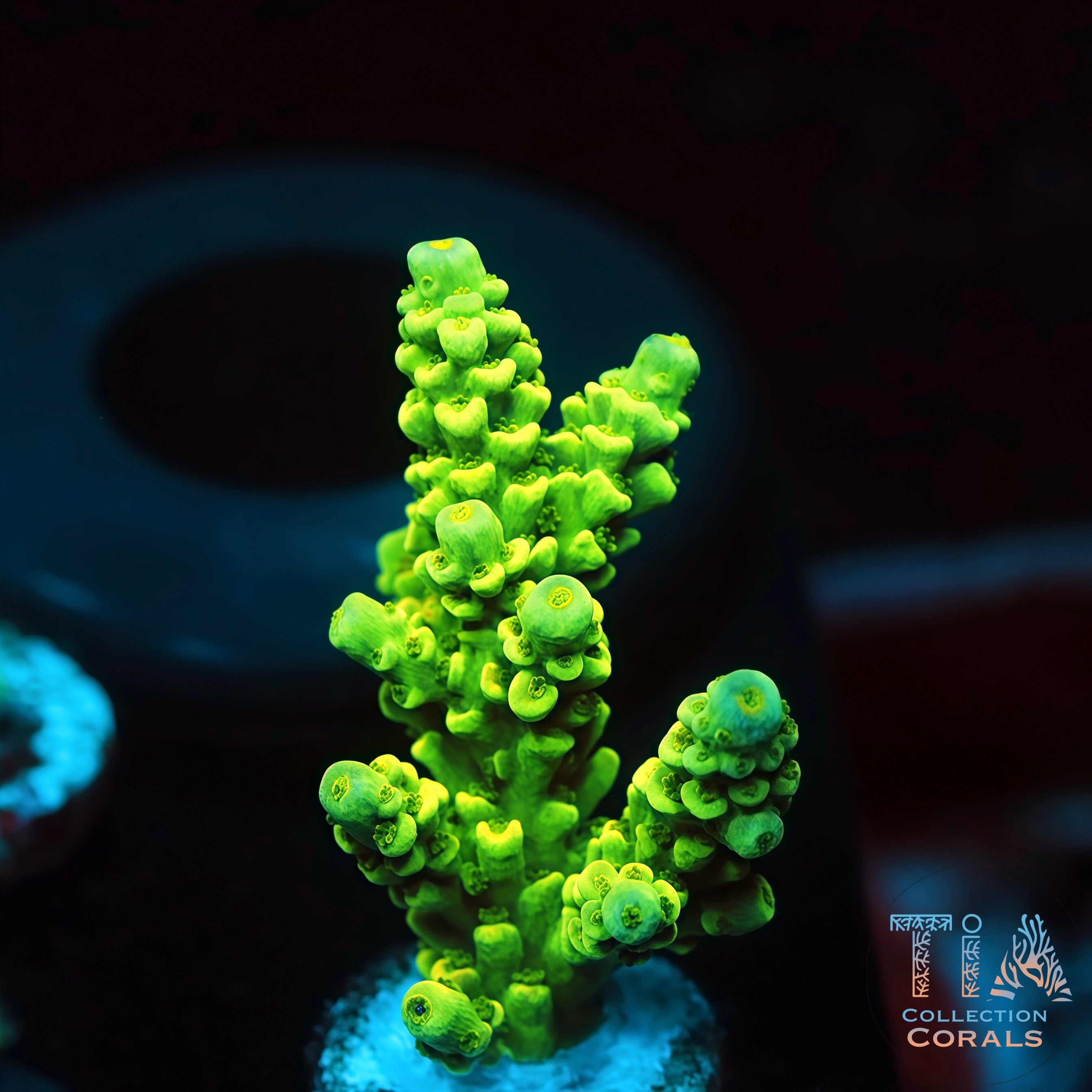 Neon Bloom Acropora (Mini Colony) 2 – TIA Corals