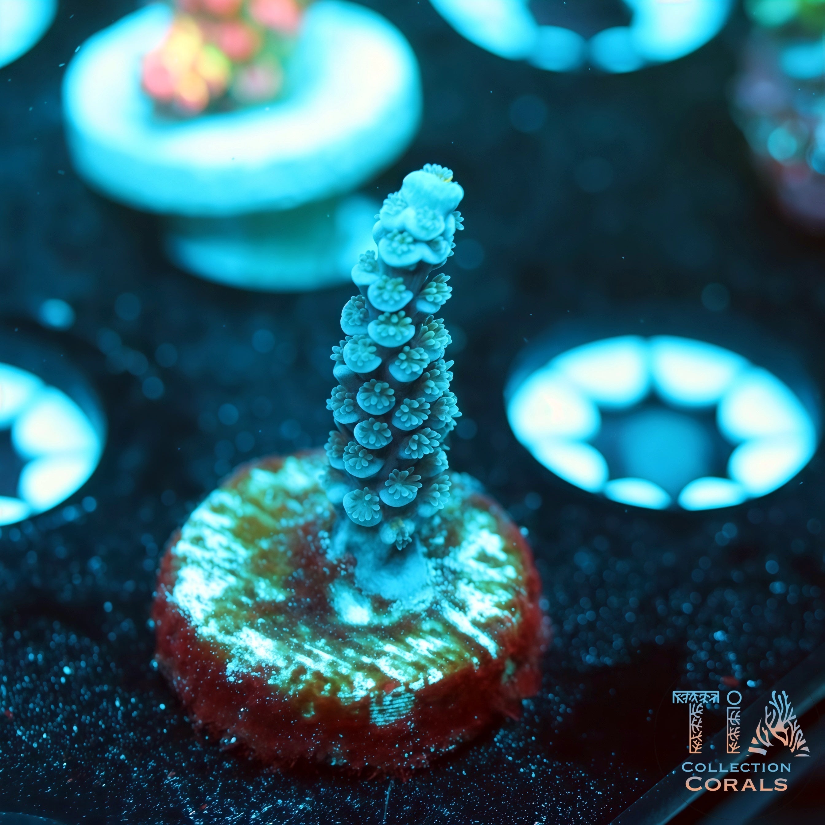 TIA Blue Reactor Tenuis – TIA Corals