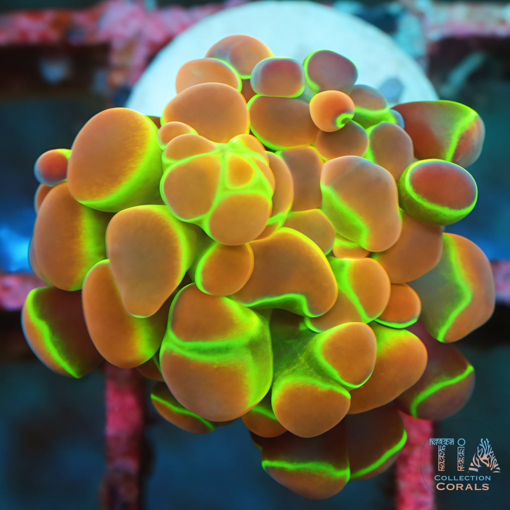 Grade Master Hologram Hammer Coral Ð Elite – TIA Corals