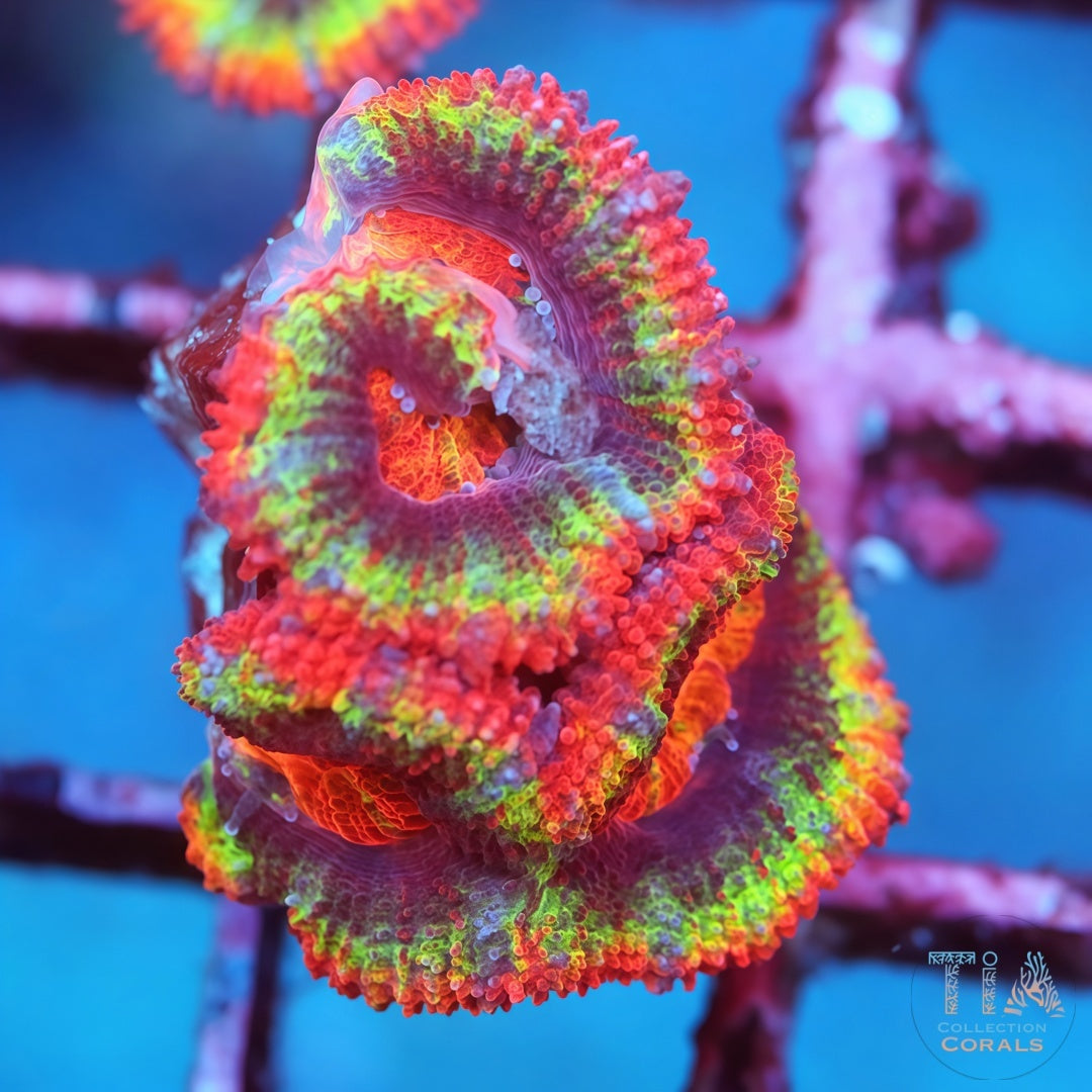 Ultra Rainbow Acan Frag – TIA Corals