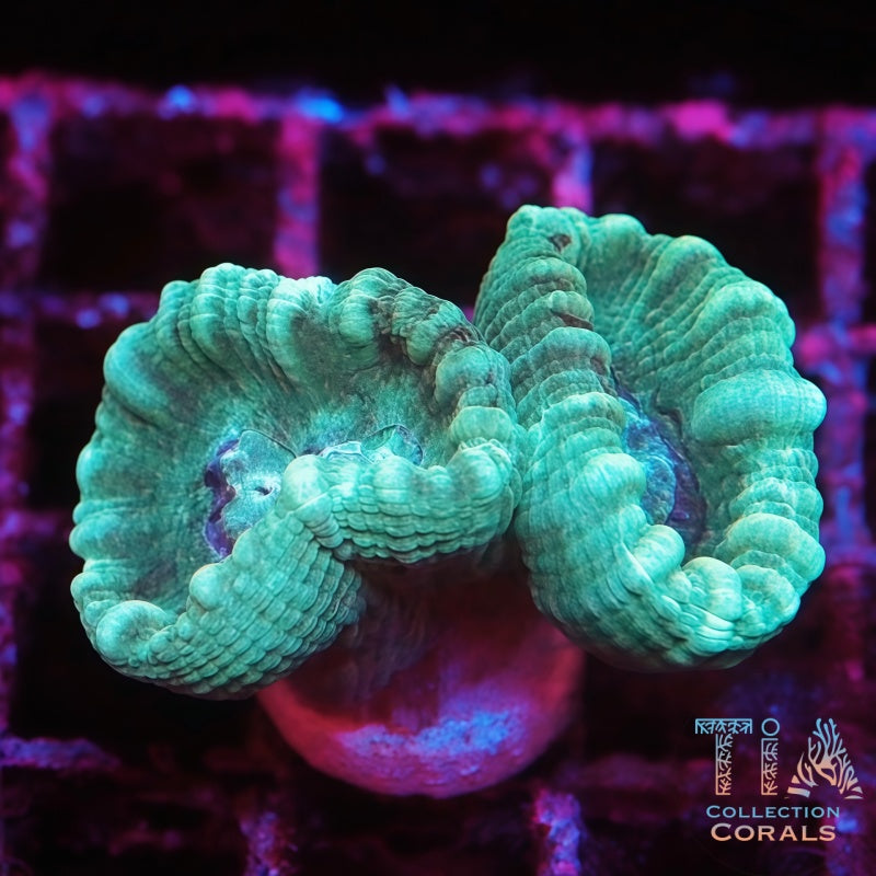Pluffy Mint Candy Cane LPS Coral | Tia Coral – TIA Corals