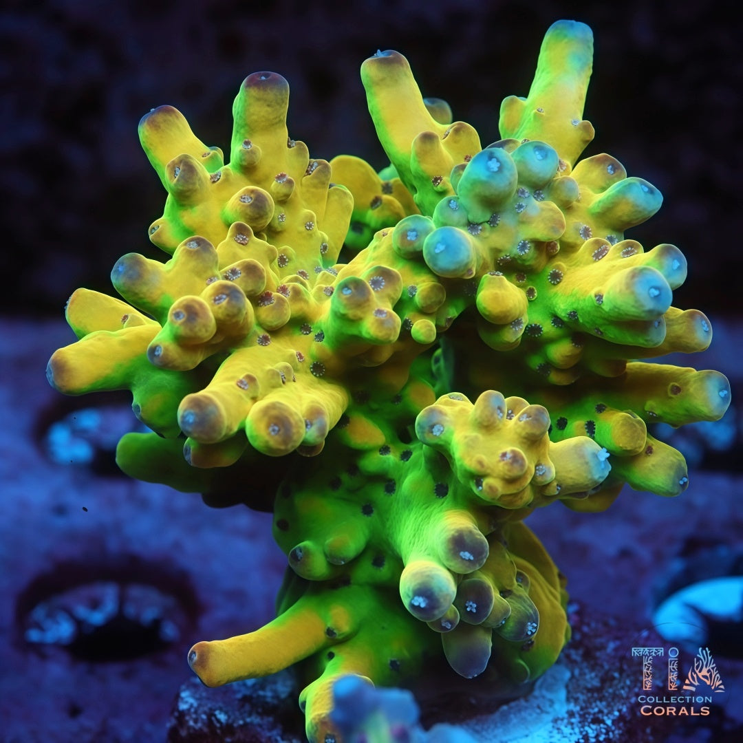 TIA Lemon Fission Malaysian Lokani Acropora Colony(cut to order) SPS ...