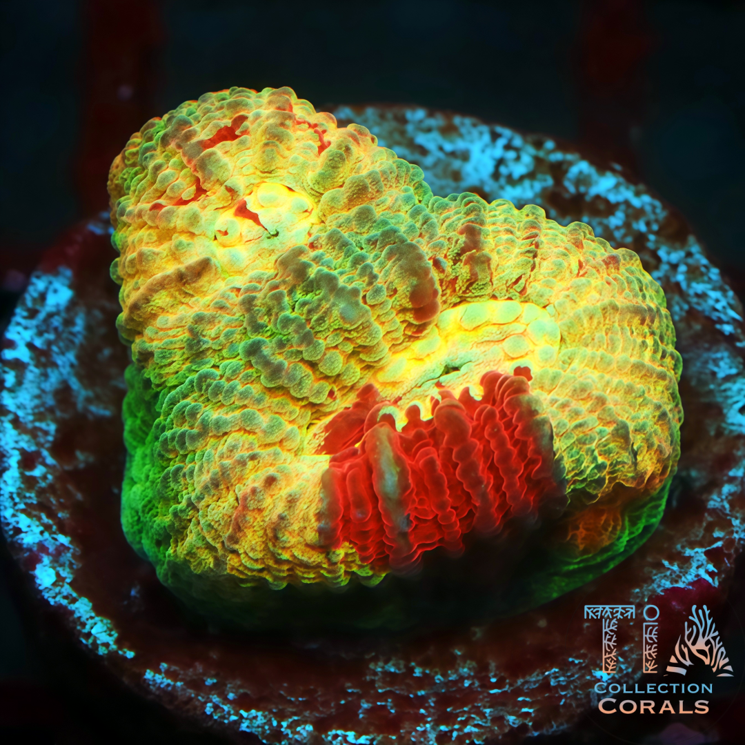 Red Splatter Favia LPS Coral | Tia Coral – TIA Corals