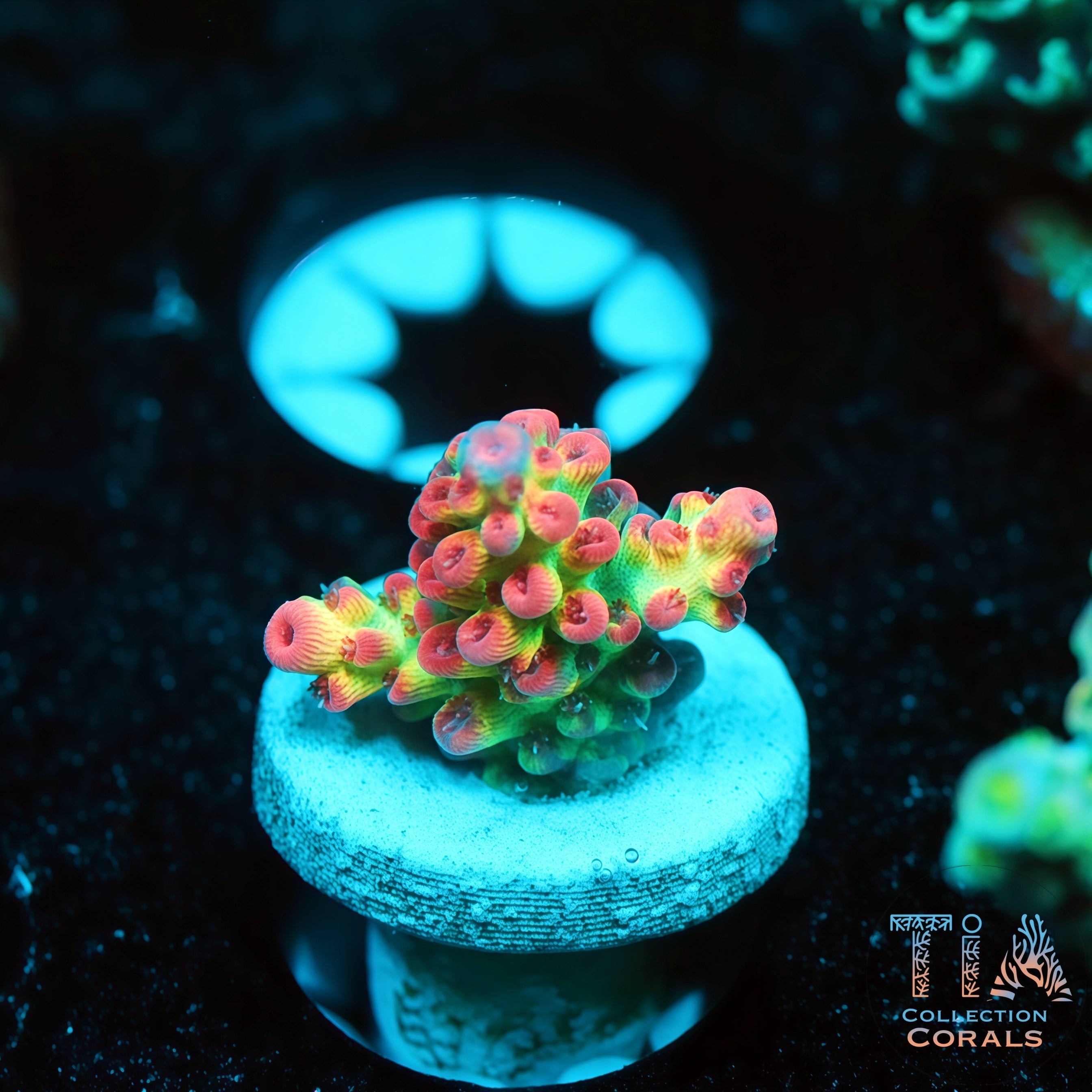 Strawberry Shortcake – TIA Corals