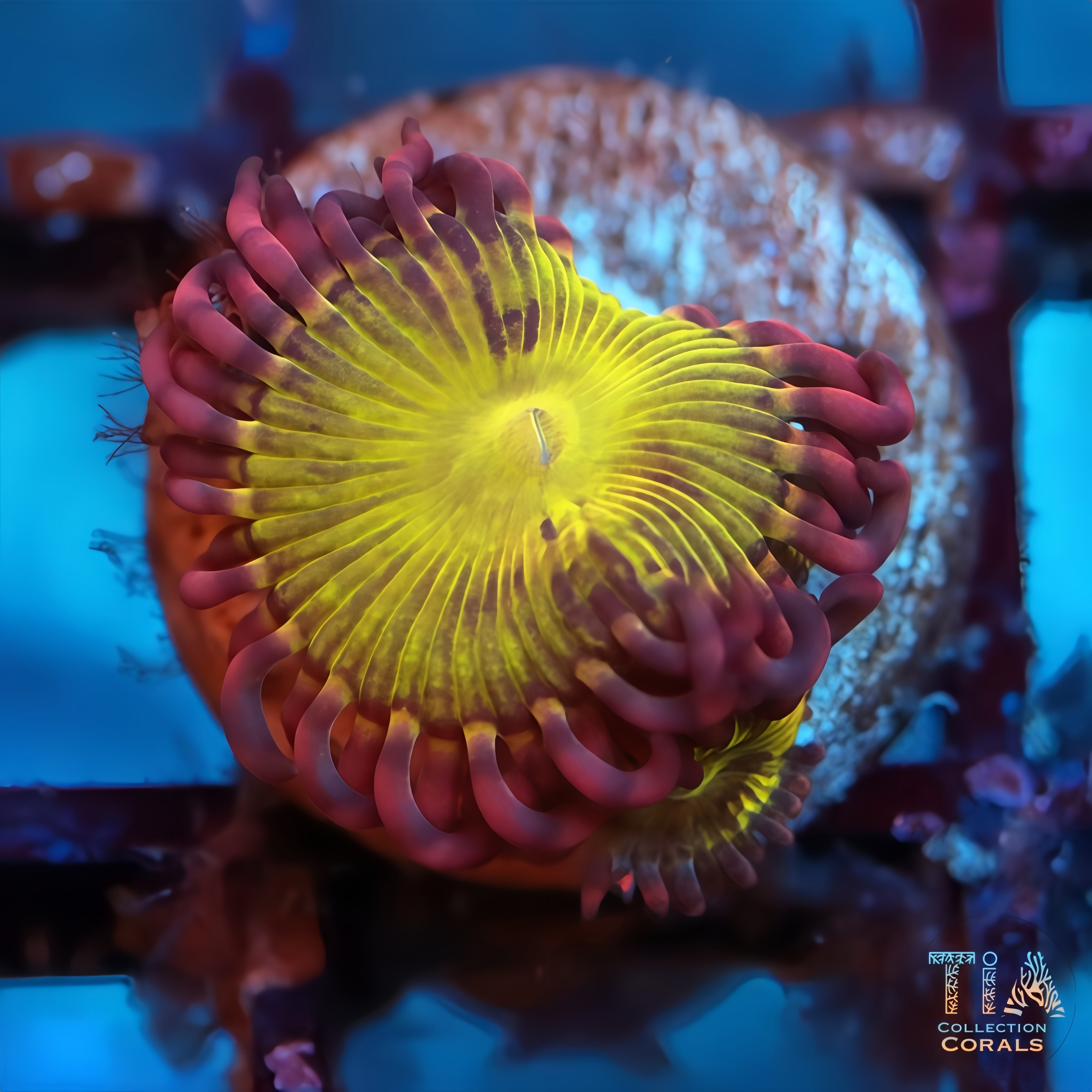 TIA Golden Inferno Zoanthids – TIA Corals