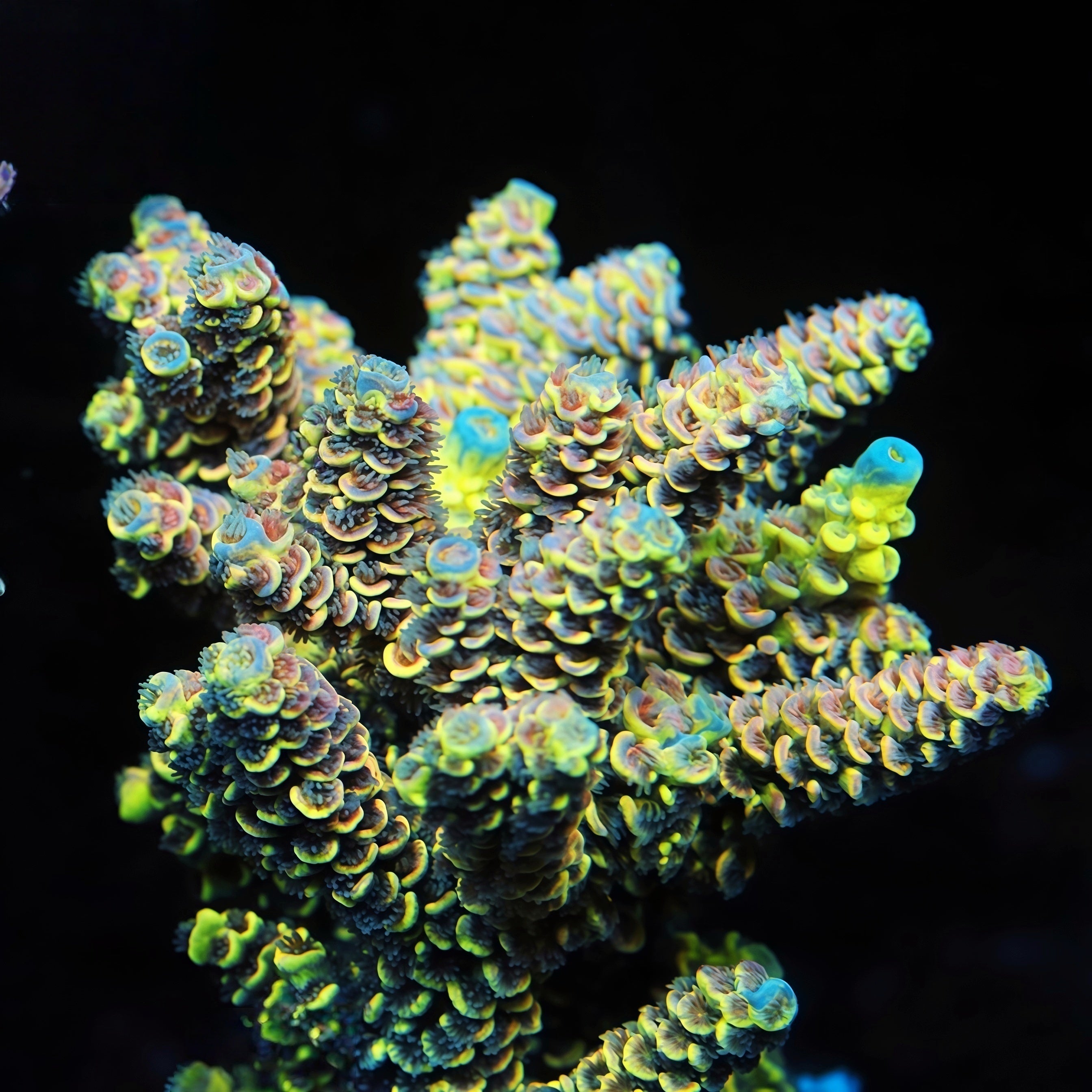 TIA Signature Chromaflare *Grafted* Colony (cut to order) SPS Acropora ...