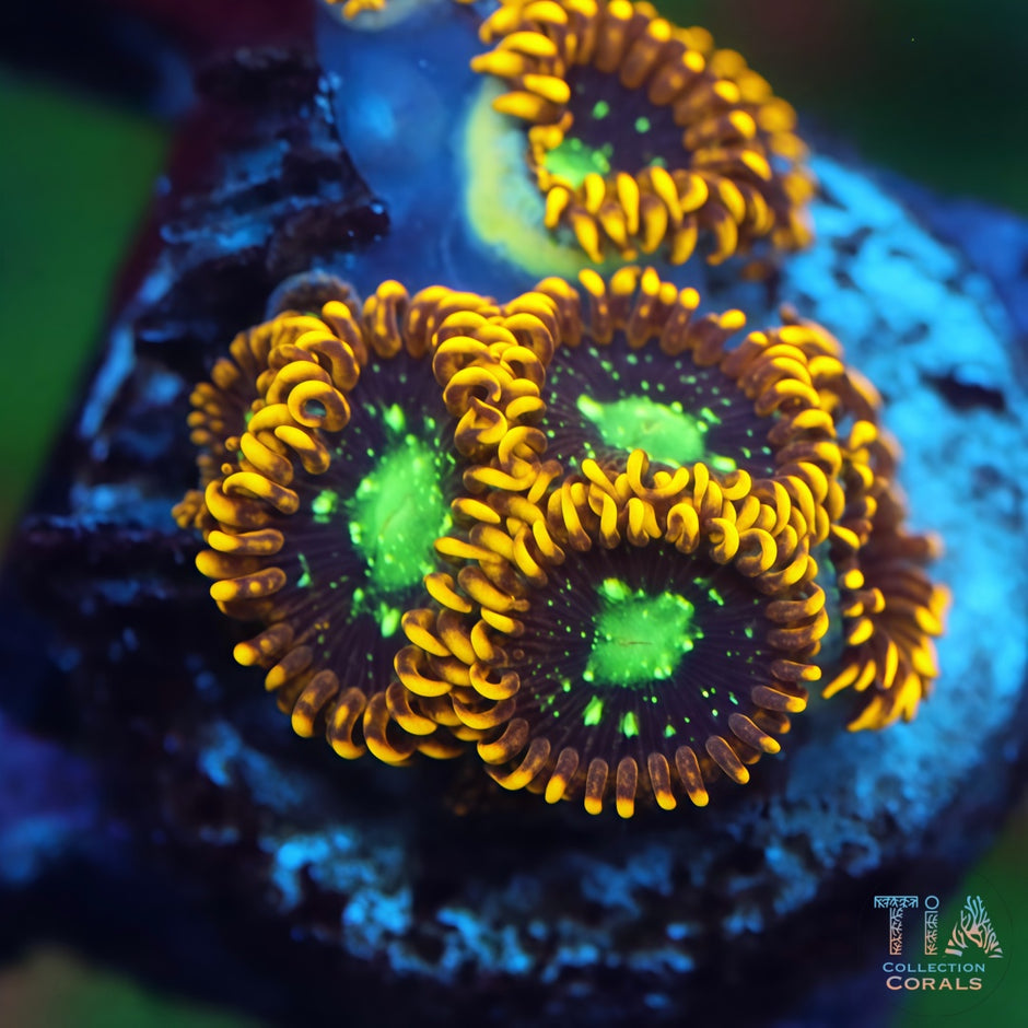 Zoanthid Corals for Sale – Rare Zoas & Palythoas – TIA Corals