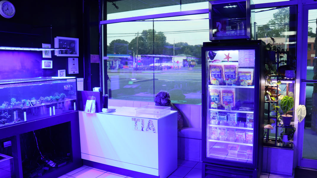 About TIA Collection Corals | Long Island Reef Shop Since 2008 – TIA Corals