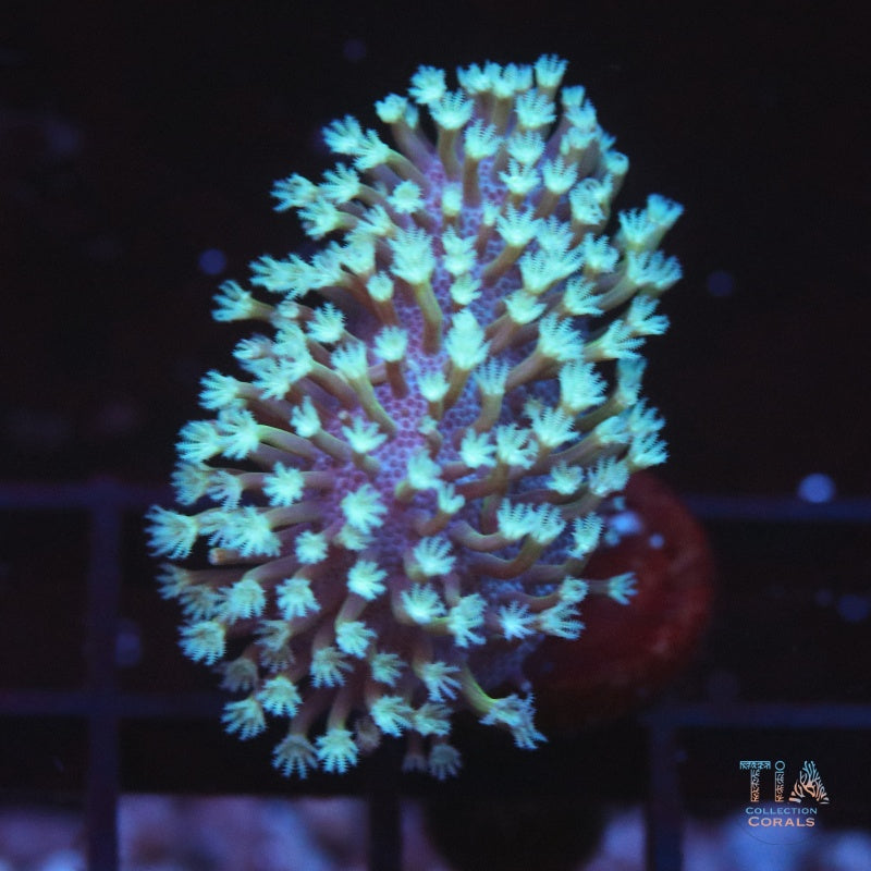 Gold Toadstool – TIA Corals