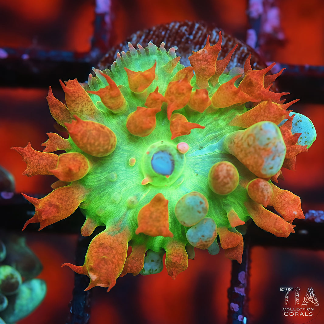 New Arrival Corals – Fresh Reef Frags – TIA Corals